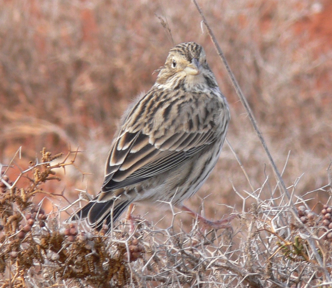 Birding for a Lark: Derna wetlands field trip - the beginning