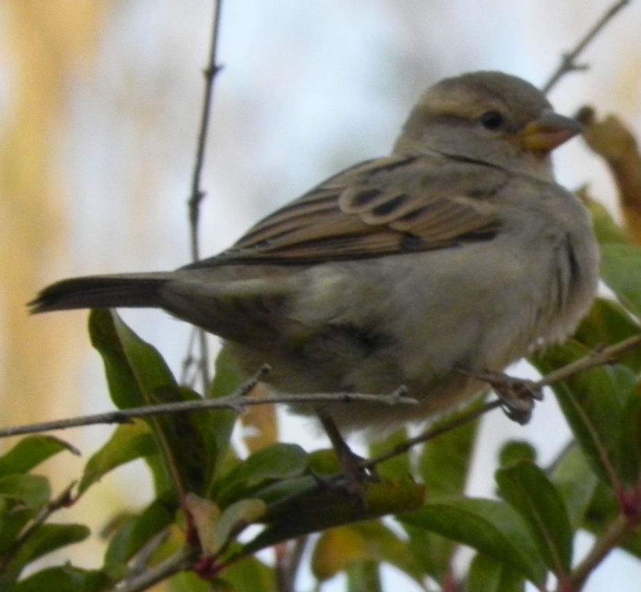 Birding for a Lark: Wadi Dana - the Village birds