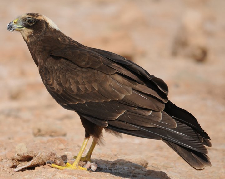 Birding for a Lark: Join the new facebook group on Libyan birds