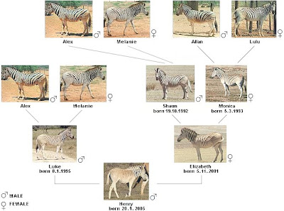 Terrierman's Daily Dose: Missing the Story on Quaggas and Extinction