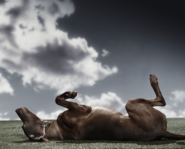 Terrierman's Daily Dose: Dead Dogs Do Tell Tales