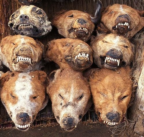 Terrierman's Daily Dose: Barkless Dogs