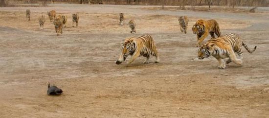 Terrierman's Daily Dose: Exercising the Tigers