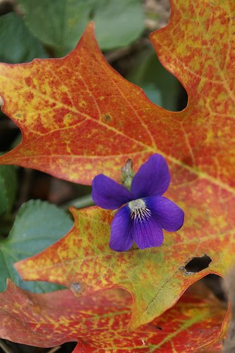 "A PIECE OF EUROPEAN TREASURE": The legend of Violet - the flower