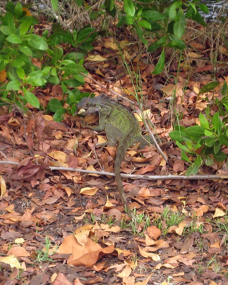 weirdbuglady: St. Croix - Lizards
