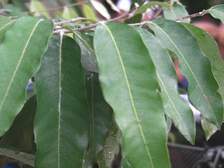 IN VIVO VIRTUAL: OITI