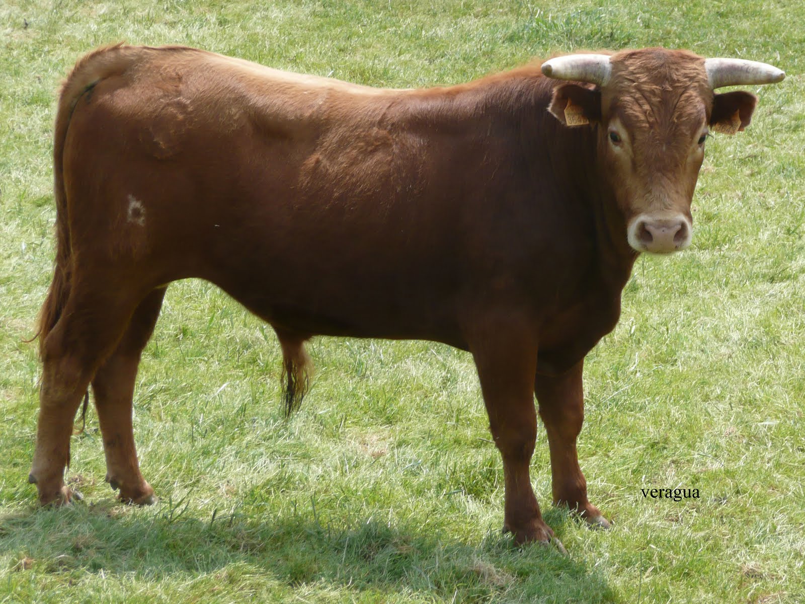 Encastes Bravos: Novillos de Fraguas