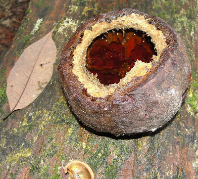 Tropical Biodiversity - Santarém - Pará - Brasil: Brazil nut pod