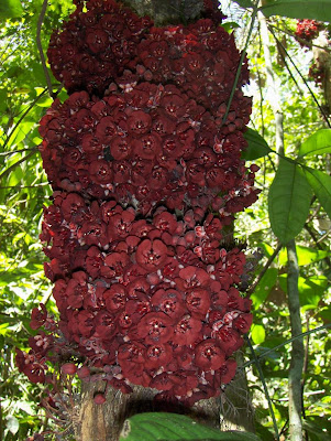 Tropical Biodiversity - Santarém - Pará - Brasil: Cacau flowers, continued