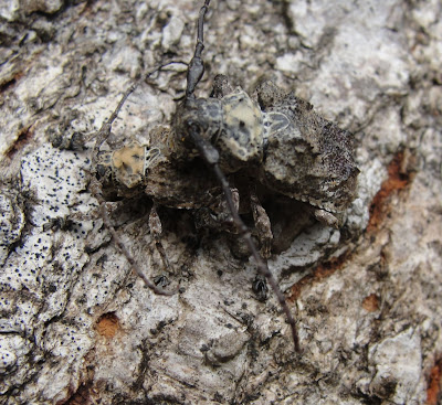Tropical Biodiversity - Santarém - Pará - Brasil: Invisible bugs, continued