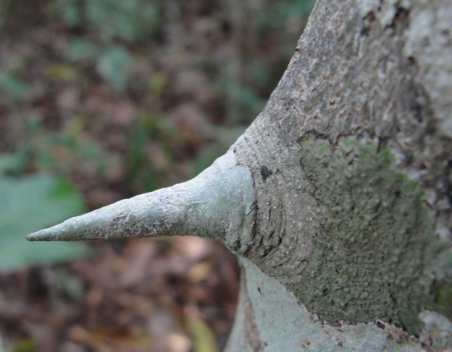 Tropical Biodiversity - Santarém - Pará - Brasil: Thorn on orange tree