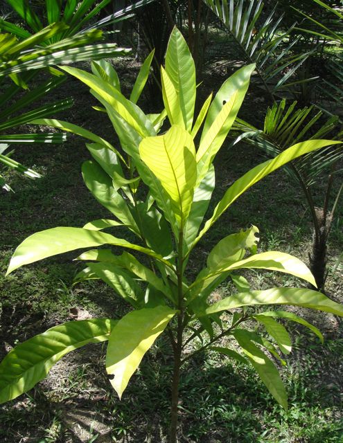 Tropical Biodiversity - Santarém - Pará - Brasil: Pajurá de Óbidos