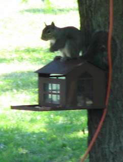 Nature Knitter: The Squirrel Nutbox