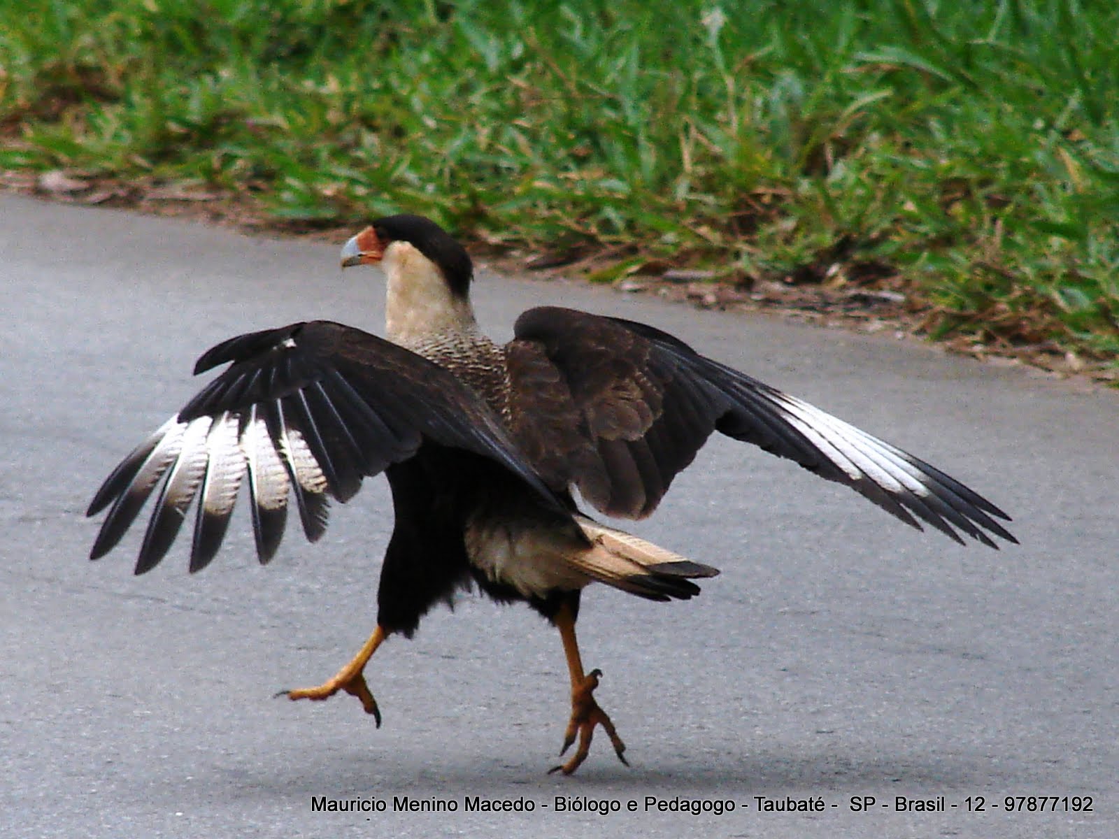 Revelações naturais e culturais: Aves de Rapina