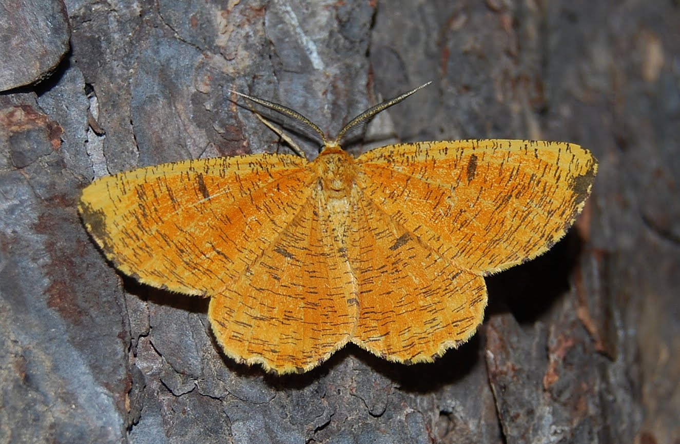 Kent Moths Gallery: Moths from Steve Broyd