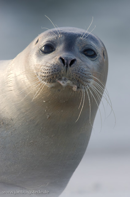 Fotografie - Wildlifephotography: Dezember 2010