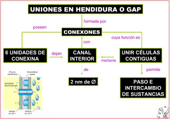 Biología Médica: Contracción del Músculo Cardíaco: Las uniones GAP (2/2)