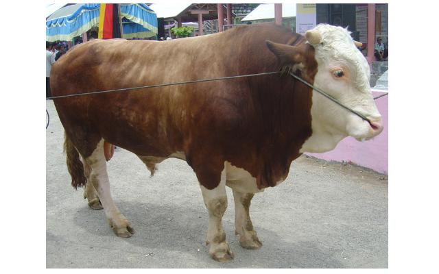 SAPI: Sapi Simental