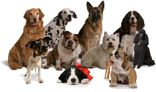 CUIDADOS COM SEU PET