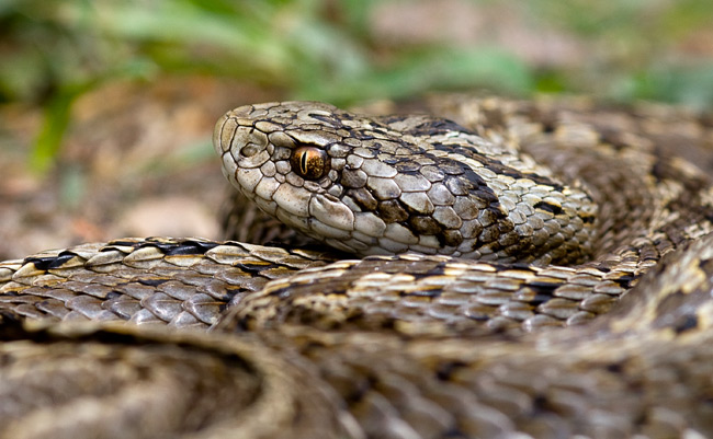 Vipera - JungleKey.fr Image