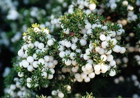A biodiversidade no pinhal de leiria: A camarinha