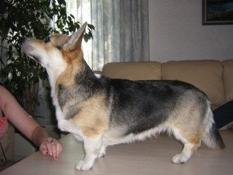 Puzzling Queen: Piitu’s First Official Dog Show