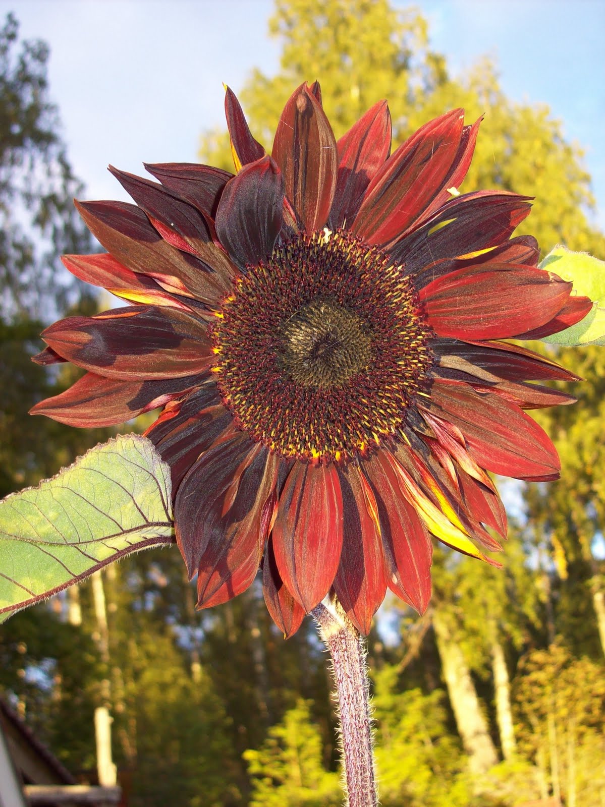 Allt från Klematis till Katter ... ja allt mellan himmel och jord!