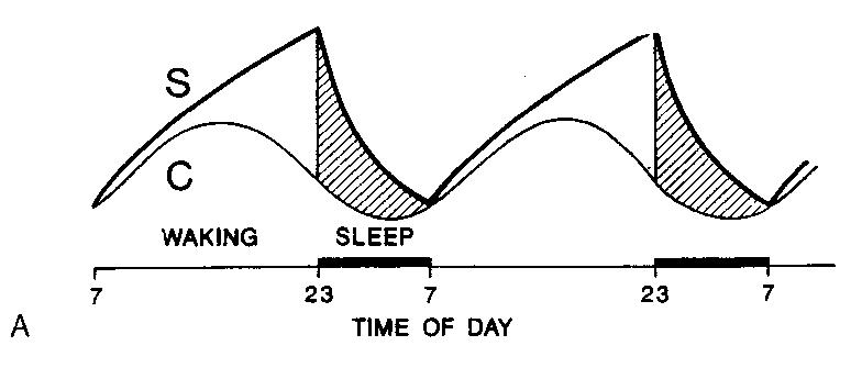 What is the science behind falling asleep? : r/askscience