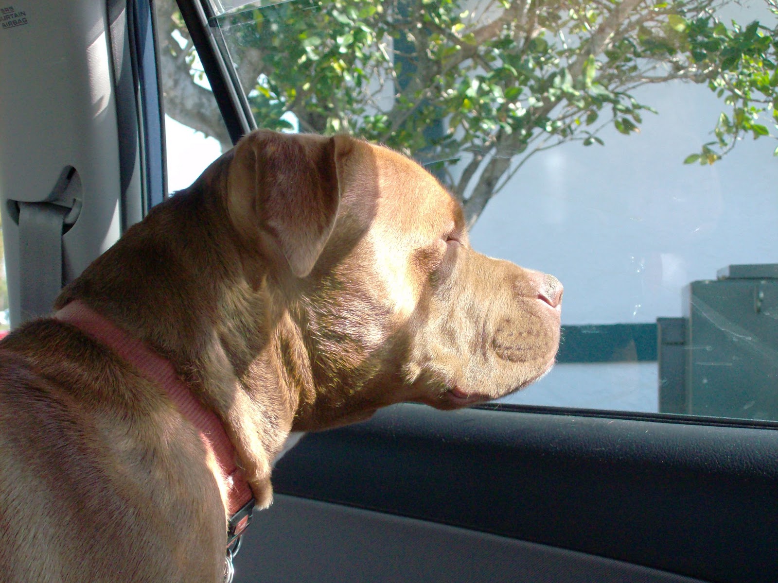 Livin' the Dream: I am Titan - I Love Treats