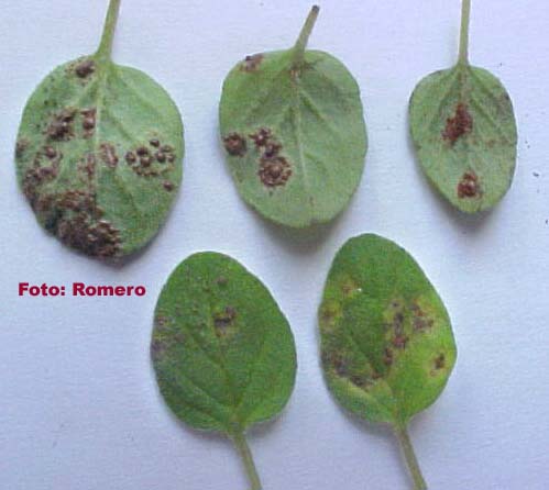 LA NUEVA CARAVANA: ROYA