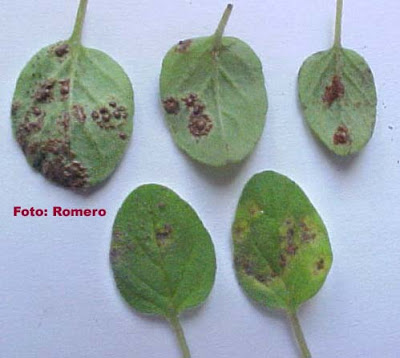 LA NUEVA CARAVANA: ROYA