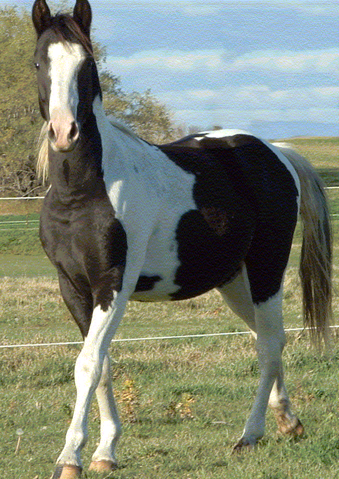 Rail Line Ranch: Stallions
