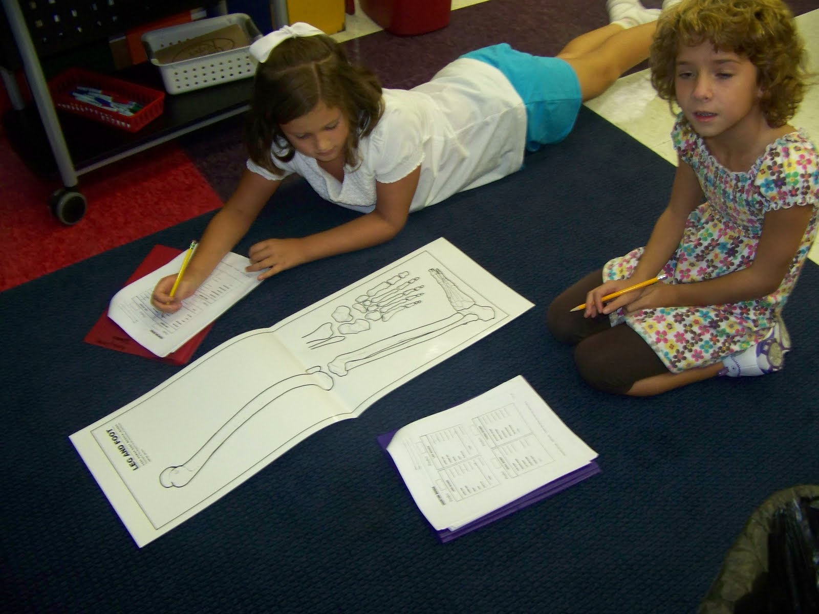 CoonDOGS: Counting Bones