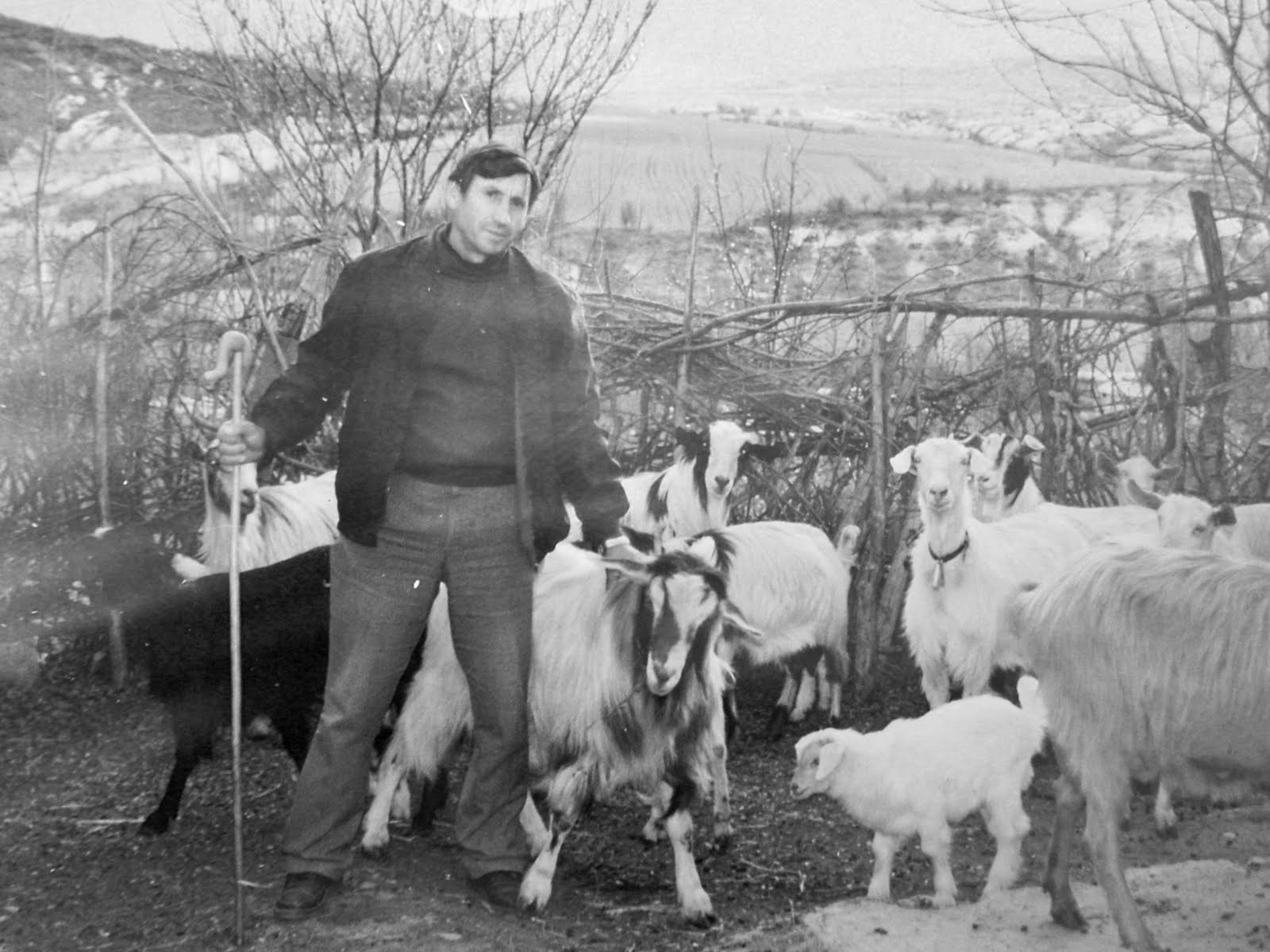 ΟΔΟΙΠΟΡΙΚΟ ΣΤΗΝ ΠΟΛΙΤΙΣΤΙΚΗ ΠΑΡΑΔΟΣΗ ΤΗΣ ΚΑΙΣΑΡΕΙΑΣ: Η κτηνοτροφια στον ...