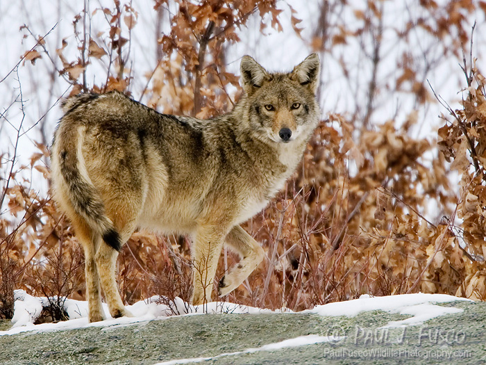 Naturally New England: Tweed Wolf, The Eastern Coyote