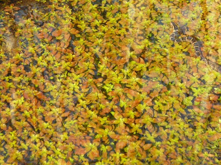 Florida photo adventures: The story of the Burmese python