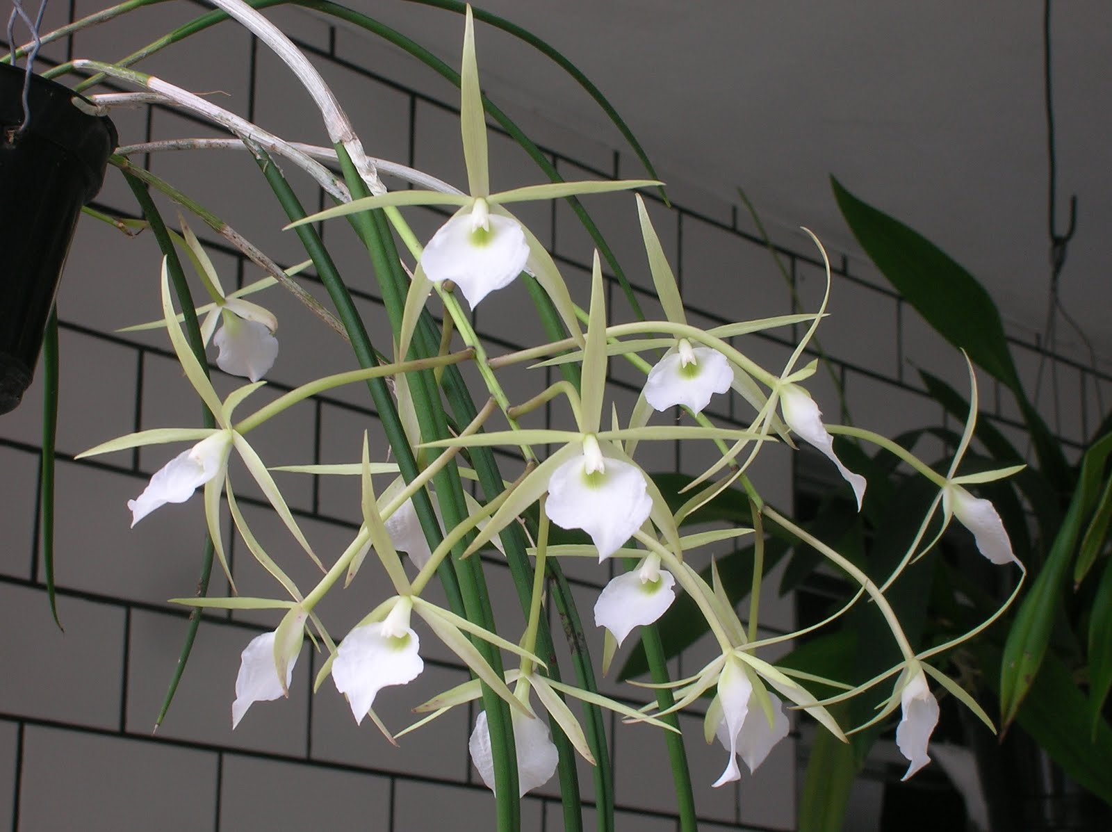 ORQUIDEAS: Brassavola perrini