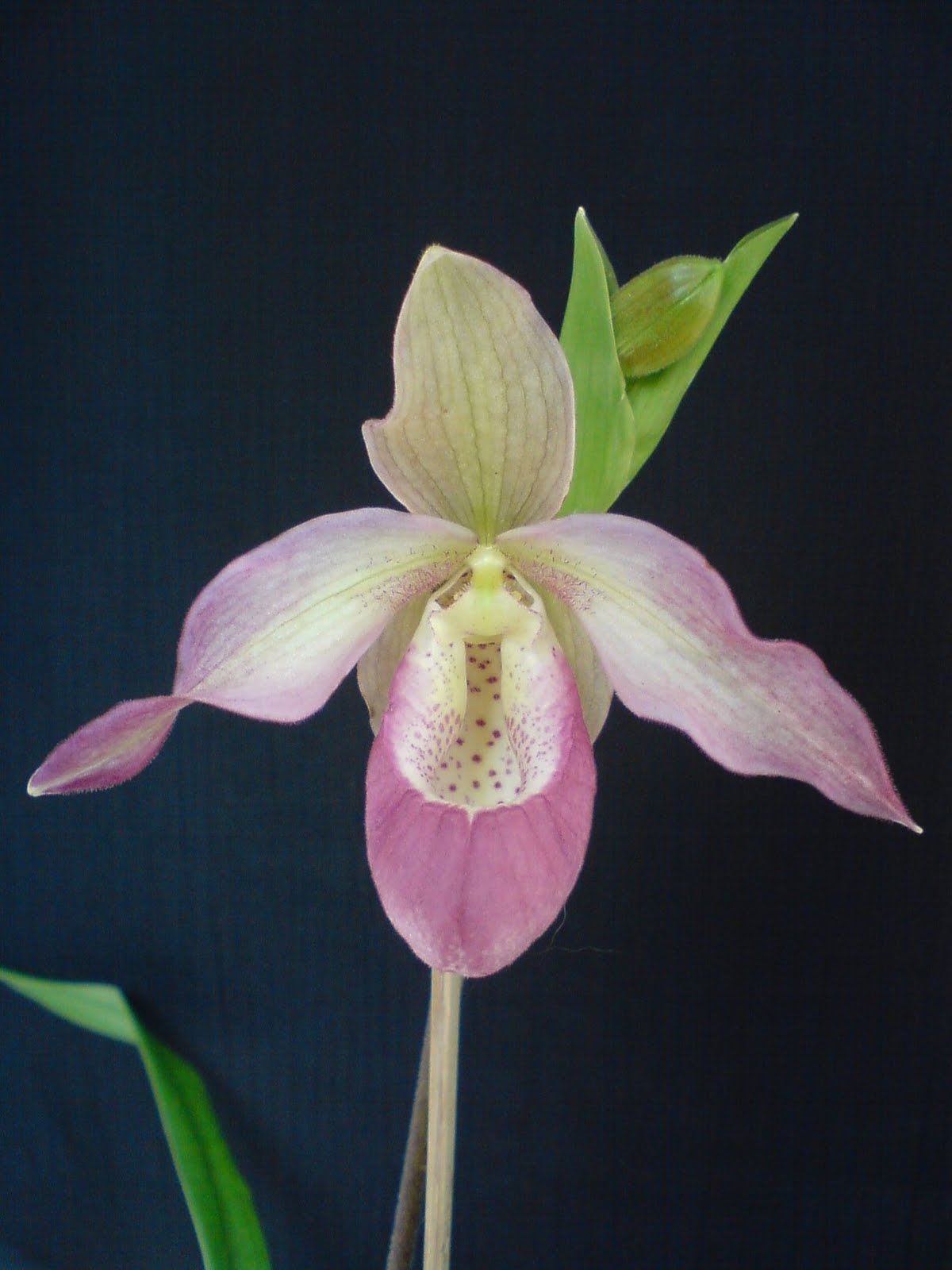 ORQUIDEAS: Phragmipedium sedenii