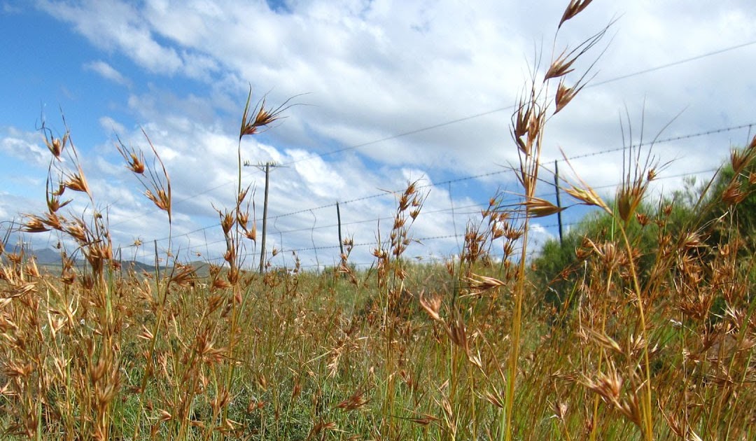 66 Square Feet (Plus): red grass