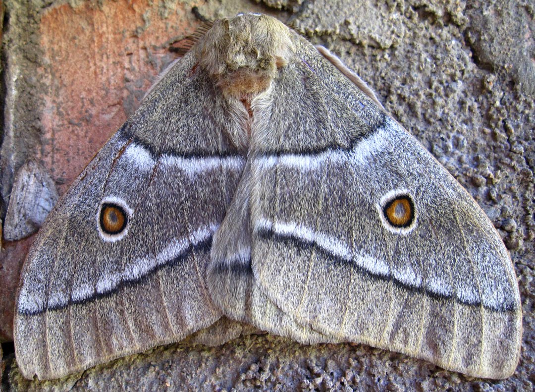 66 Square Feet (Plus): Moths in the Karoo