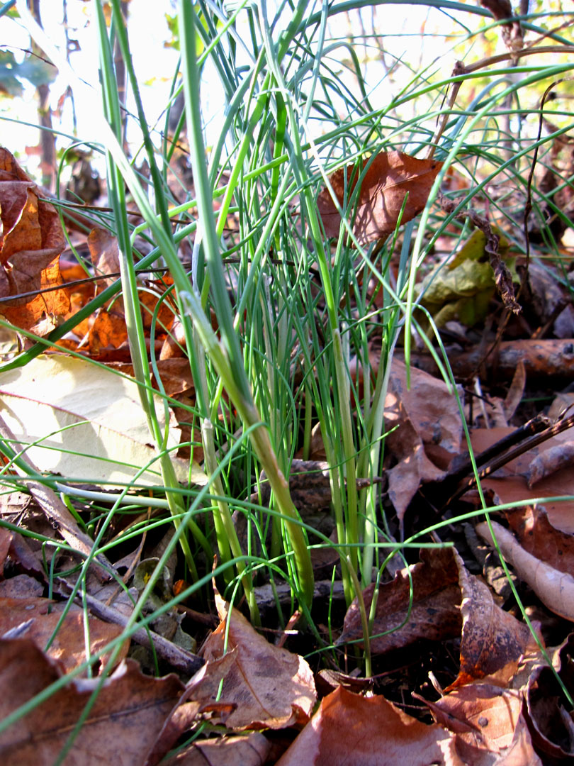 66 Square Feet (Plus): Foraging with Steve Brill