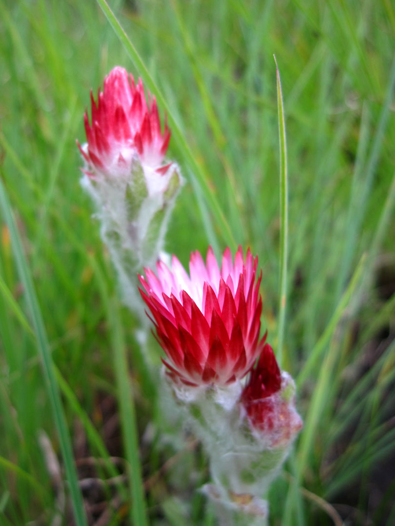 66 Square Feet (Plus): Flowers of the Eastern Free State