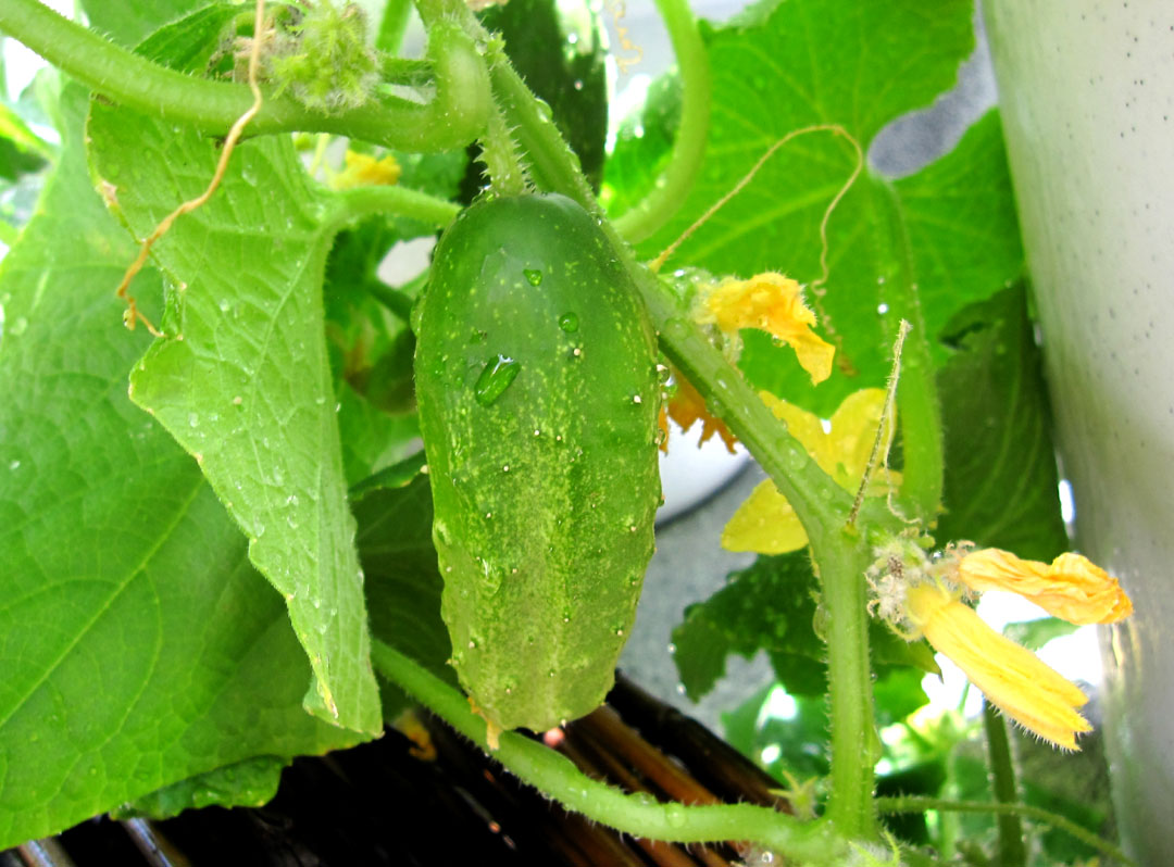 66 Square Feet (Plus): Bush cucumbers
