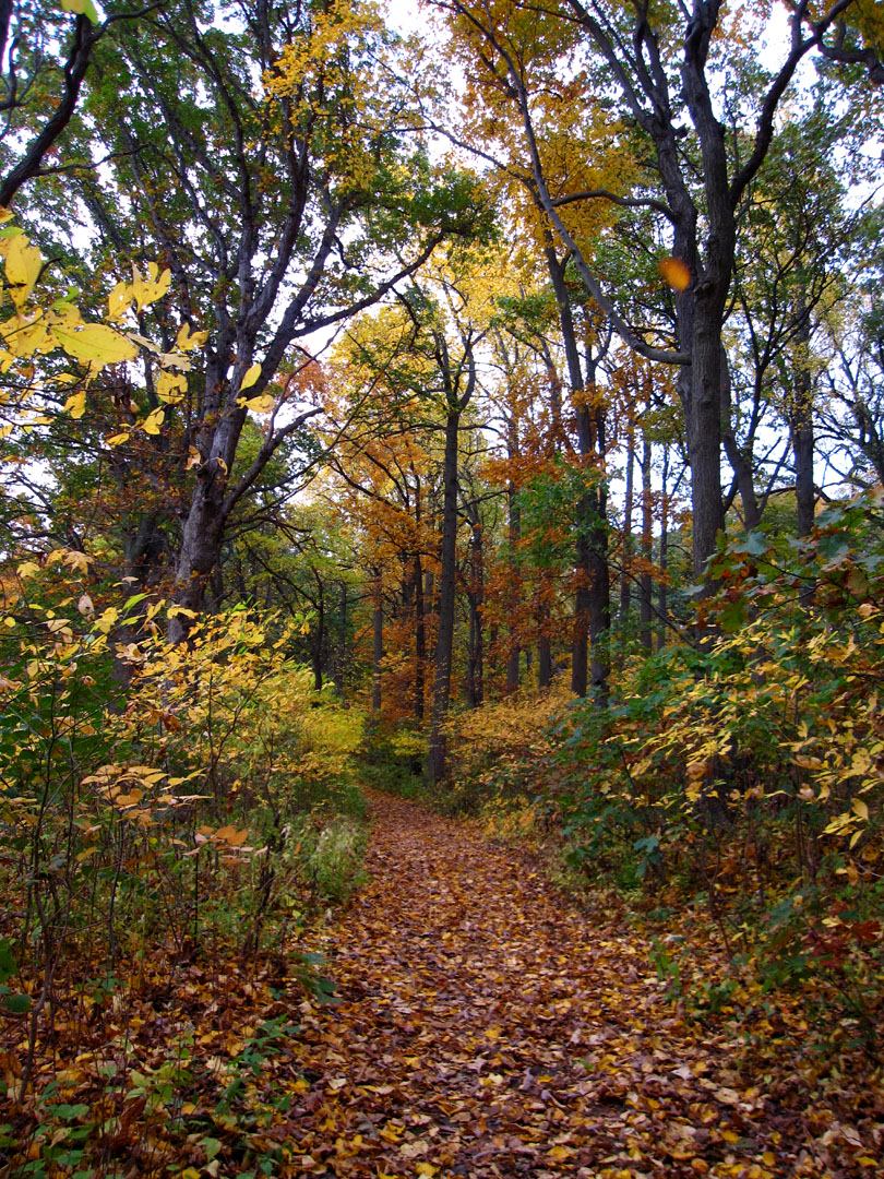 66 Square Feet (Plus): Fall in the Bronx