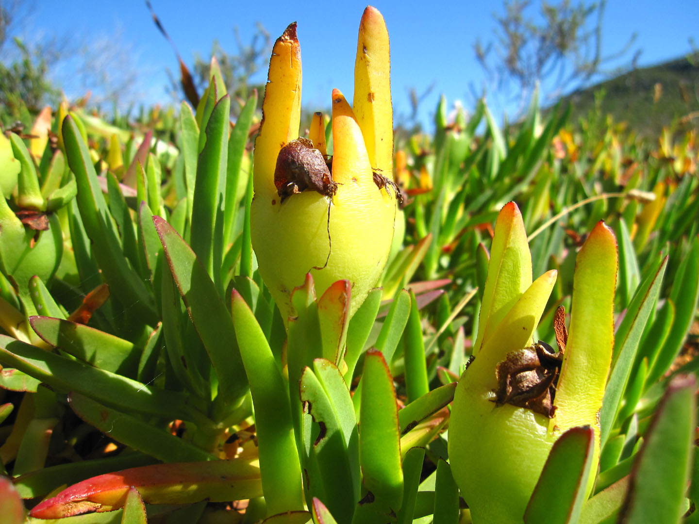 66 Square Feet (Plus): Silvermine's Amphitheatre Hike