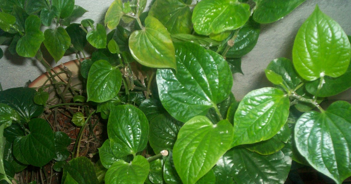 beza daun kaduk dan daun sireh - Jonathan Morrison