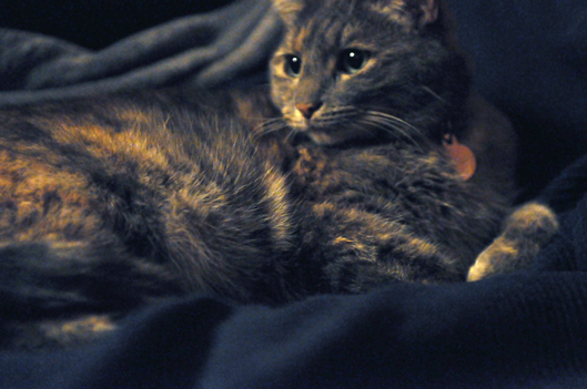 Petophile: Who is Caseyface?