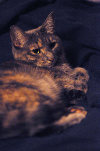 Petophile: Who is Caseyface?