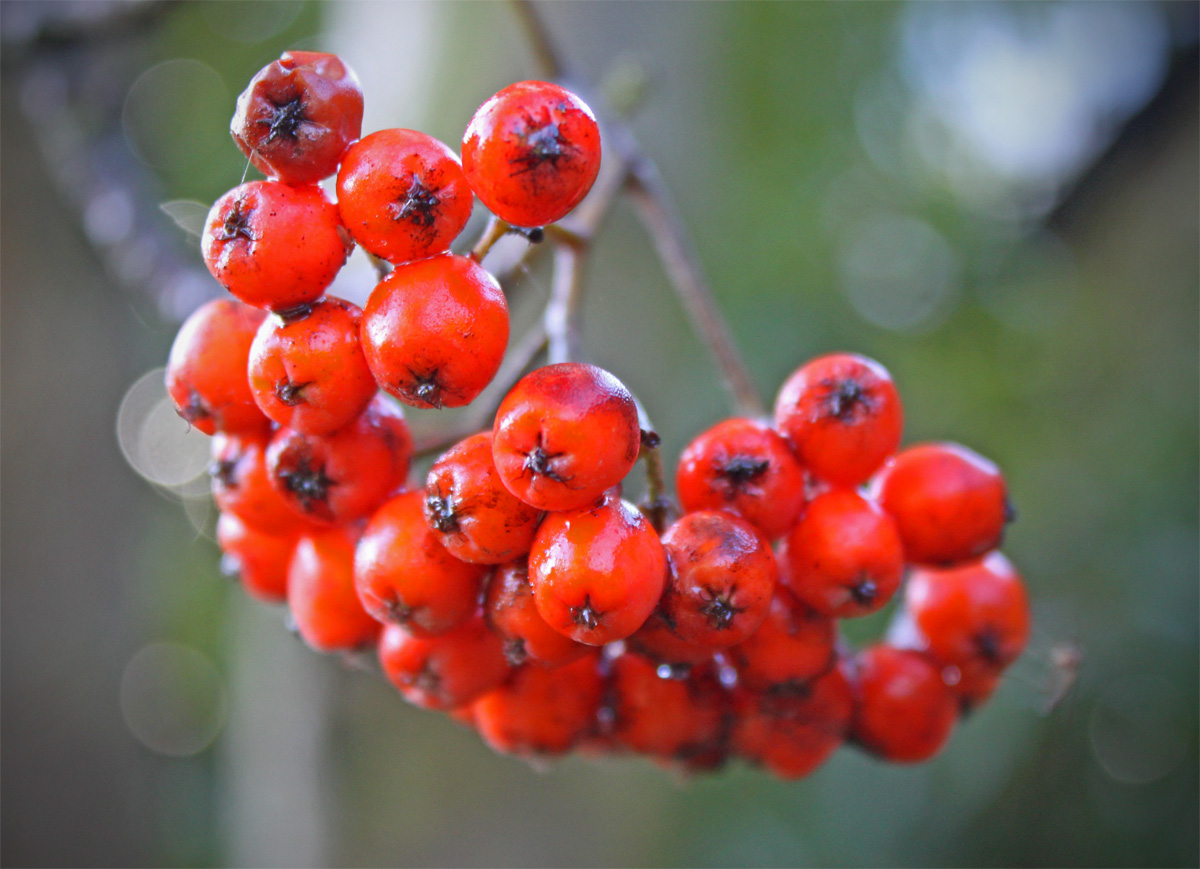 Captain Ahab's Watery Tales: Berry nice autumn