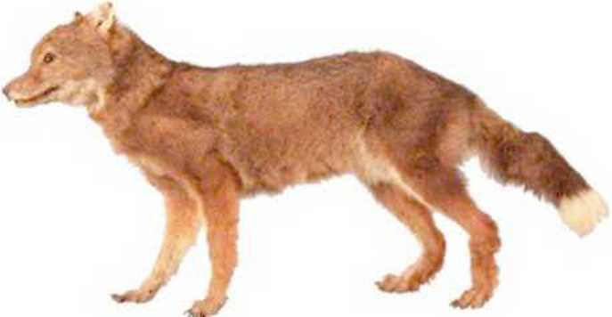 Especies en peligro de extinsión: guará